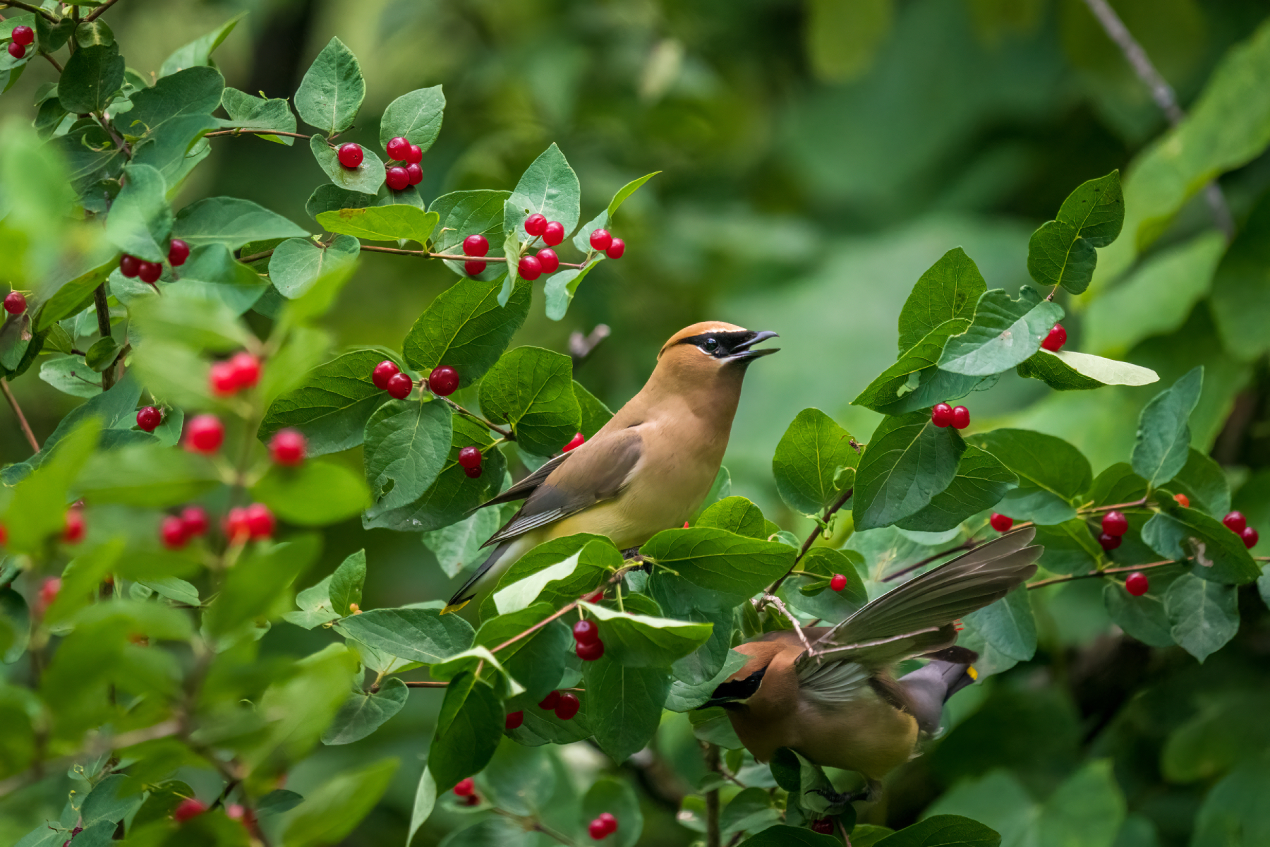 Grow Native Plants for Backyard Birds – Mother Earth News